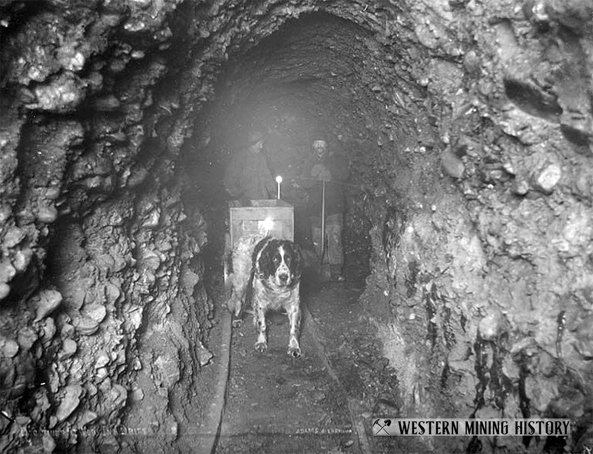 Dogs of the Mining West – Western Mining History